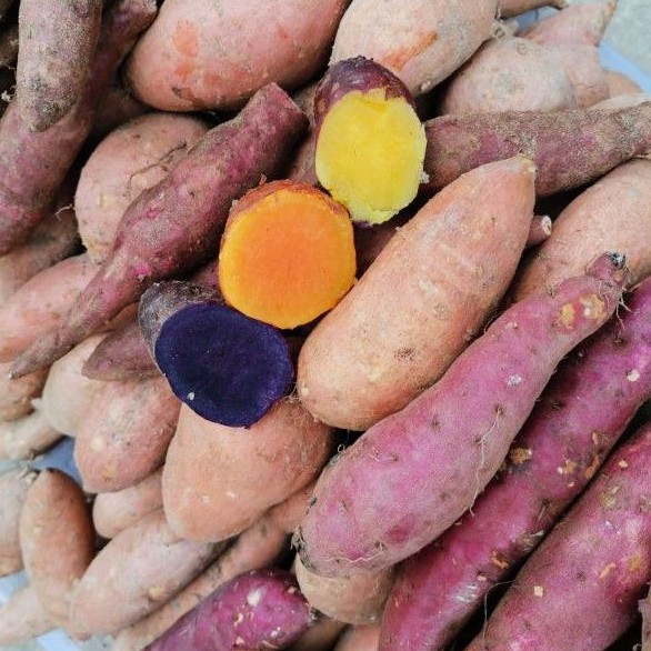 UBI MADU CAMERON HIGHLANDS/CAMERON SWEET POTATOES (+/-1.5kg)(3 COLORS ...