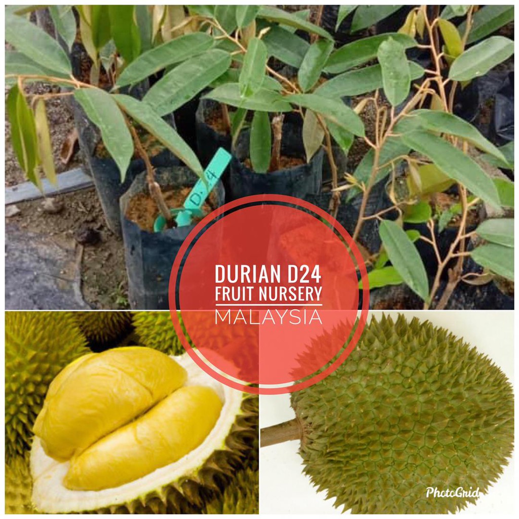 Anak pokok durian D24 isi kuning S Size-Fruit Nursery Malaysia | Shopee ...