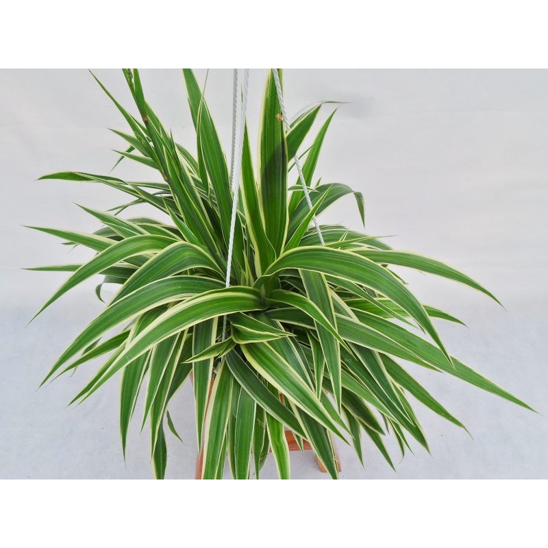 Pokok Spider Plant besar tanpa pasu (pokok induk) / pokok buang anak ...