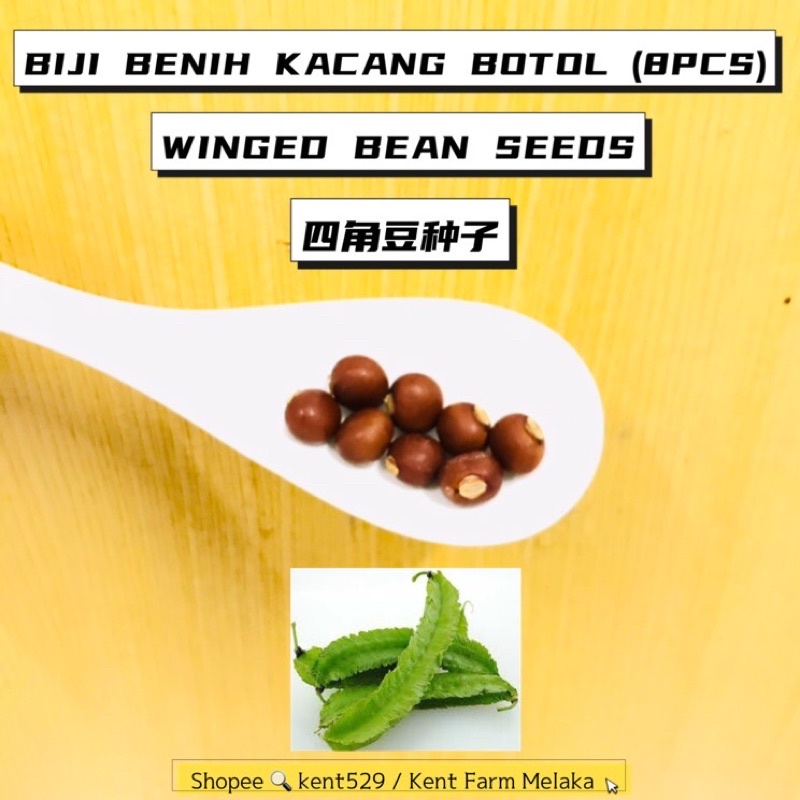 🇲🇾Ready Stock🇲🇾Biji Benih Kacang Kelisa Kacang Botol / Winged Bean ...