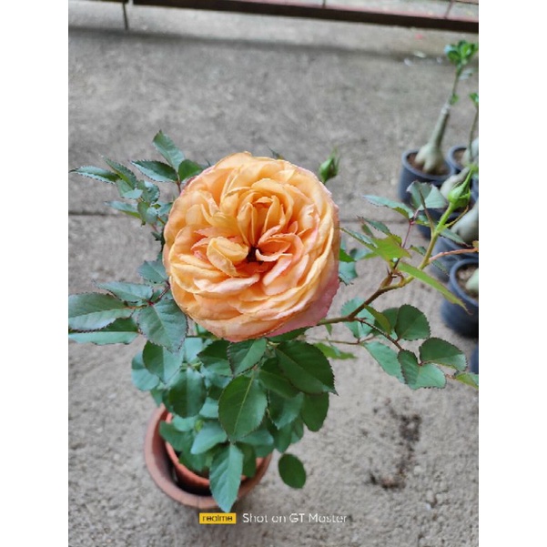 Ros bunga besar dan wangi(live plant) | Shopee Malaysia