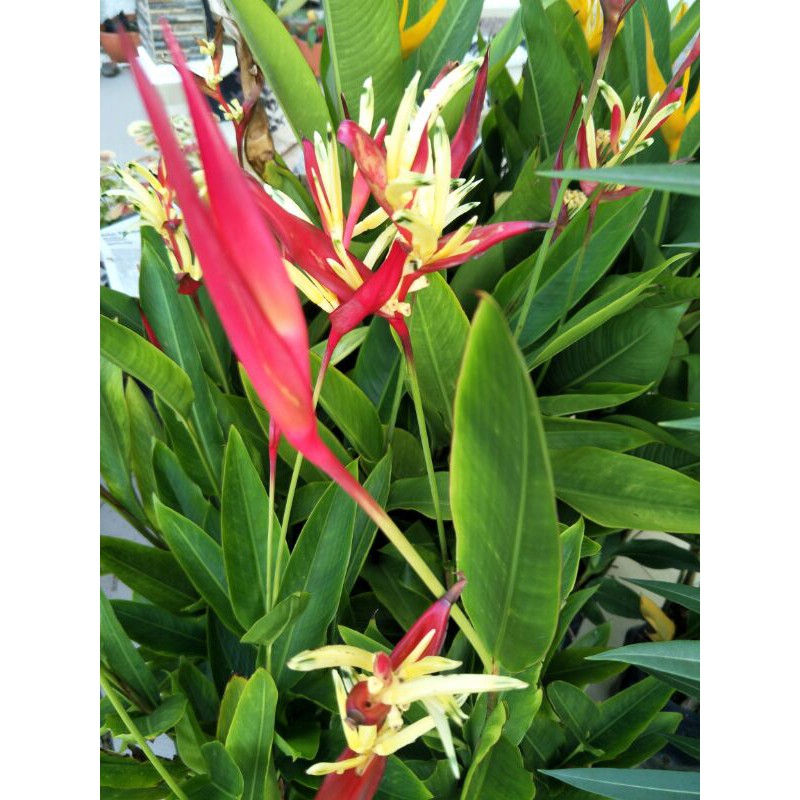 Pokok Heliconia bunga merah-kuning..ada lebih 4 pokok/anak pokok dalam ...