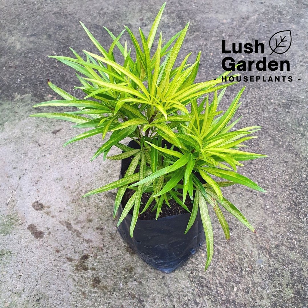 Osmoxylon Lineare/ Green Aralia / Miagos Bush 黄金五爪木 Polybag Outdoor ...