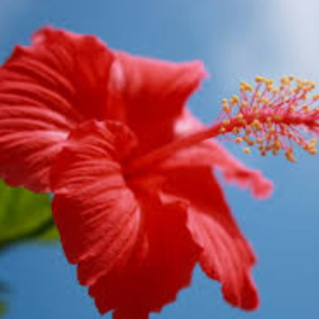Pokok Bunga Raya Merah (Bunga Kebangsaan Malaysia) - Pokok Bunga ...