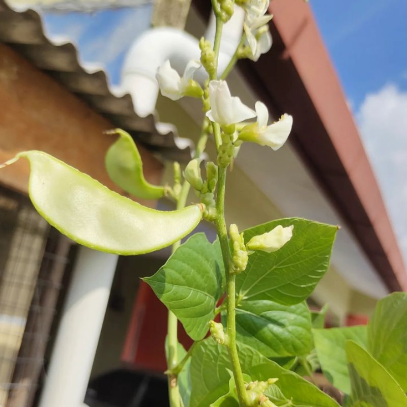 5 pcs benih kacang sepat(biji hitam)/hyacinth/kacang komak/kacang Koro ...