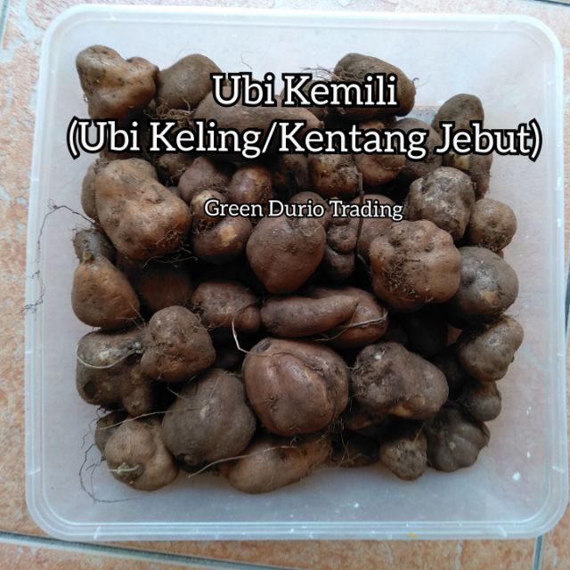 UBI KEMILI (KENTANG JEMBUT) 1 KG | Shopee Malaysia