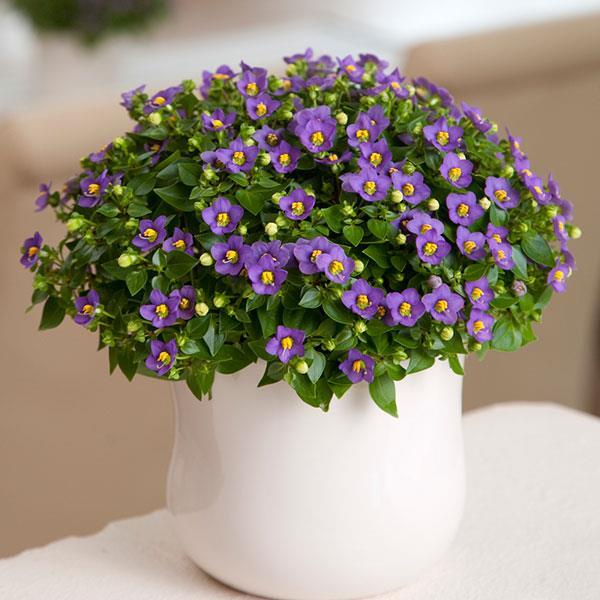 Persian Violets Princess Exacum Affine real live plant 紫芳草 白芳草 anak ...