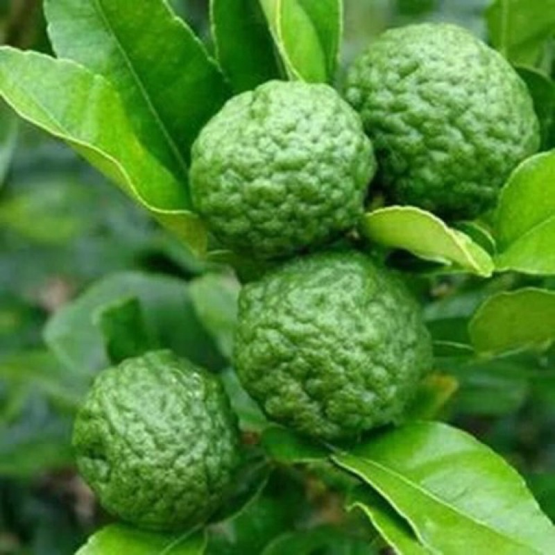 FreshVille Limau Purut - Kaffir Lime - 麻风柑 (3 pcs) | Shopee Malaysia