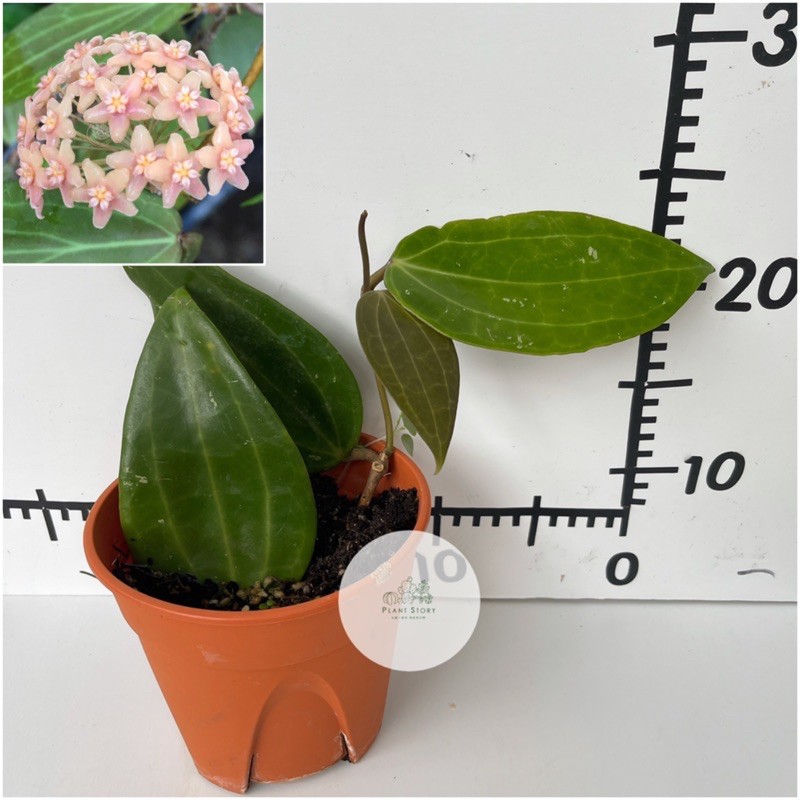🌱 Hoya🌱 Hoya cembra🌱毬兰🌱 hoya compacto 🌱 Hoya krohniana eskimo 🌱 Hoya ...