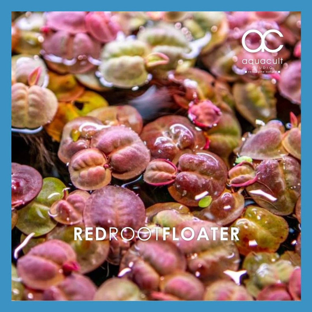 🔥BEST SELLER🔥Phyllanthus fluitans Red Root Floater - Floating Plant (Aquascape/Aquarium/Vivarium ...
