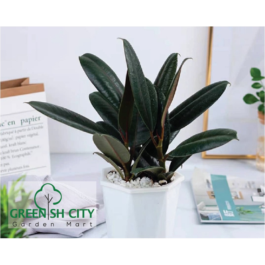 GNC - Rubber Tree Plant Ficus Elastica Live Plant Pokok Getah 橡胶树 发财叶 ...