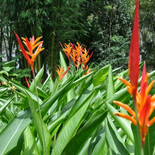 Pokok Sepit Udang Merah/Red Heliconia | Shopee Malaysia