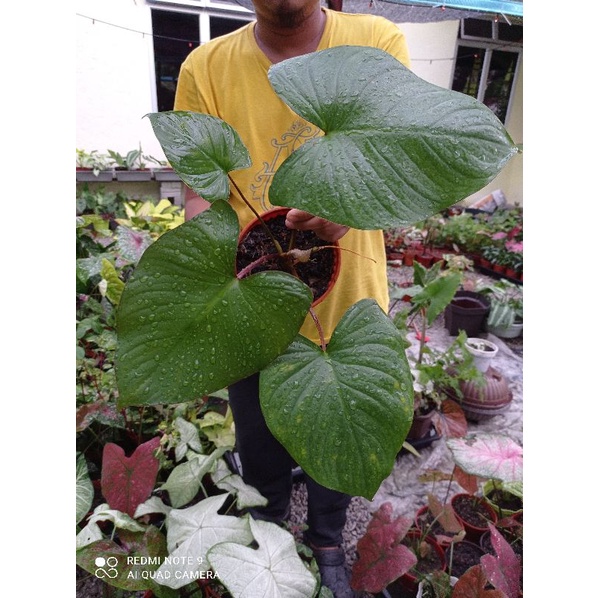 POKOK INDUK MOTHER PLANT KEMOYANG HIJAU RED STEM HITAM EMERALD GREEN ...