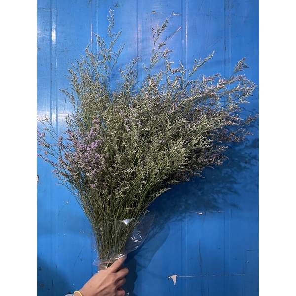 (Ready stock) 300grams Fresh Caspia / Mistry Blue From 𝙲𝙰𝙼𝙴𝚁𝙾𝙽 ...