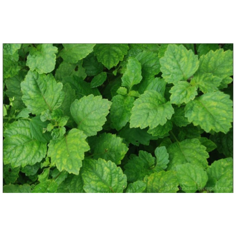Pokok Nilam Kapur Plant Patchouli Nilam Acheh Shopee Malaysia