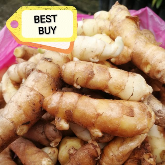 RIZOM TEMU PAUH MANGGA UTK ANAK BENIH POKOK DAN JAMU TRADISIONAL ...