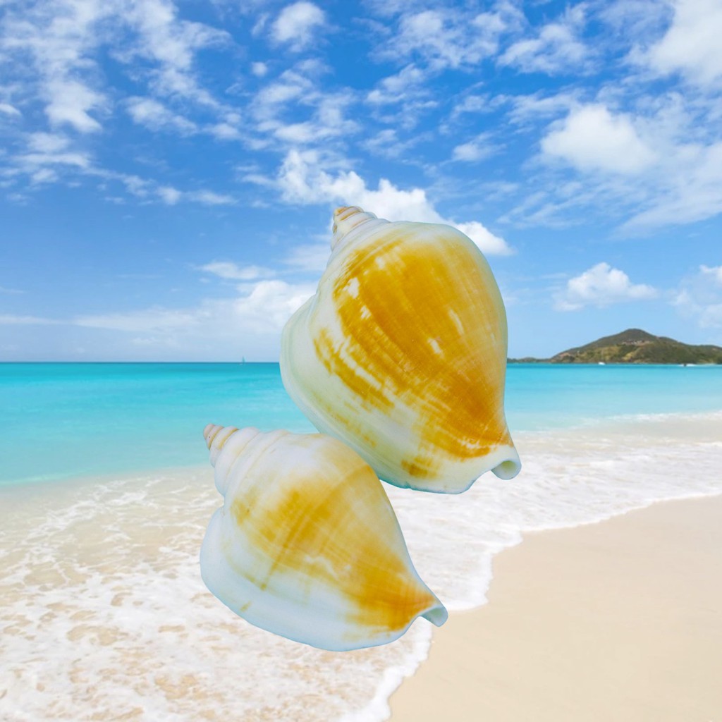 [Ready Stock] 2PCS 5-6CM Dog Conch Natural Rare Real Sea Shell Beach ...