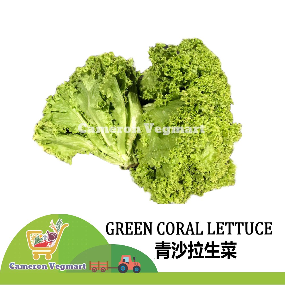 Green Coral Lettuce / Daun Salad Hijau 金马伦新鲜青沙拉生菜 Sayur Segar | Shopee ...