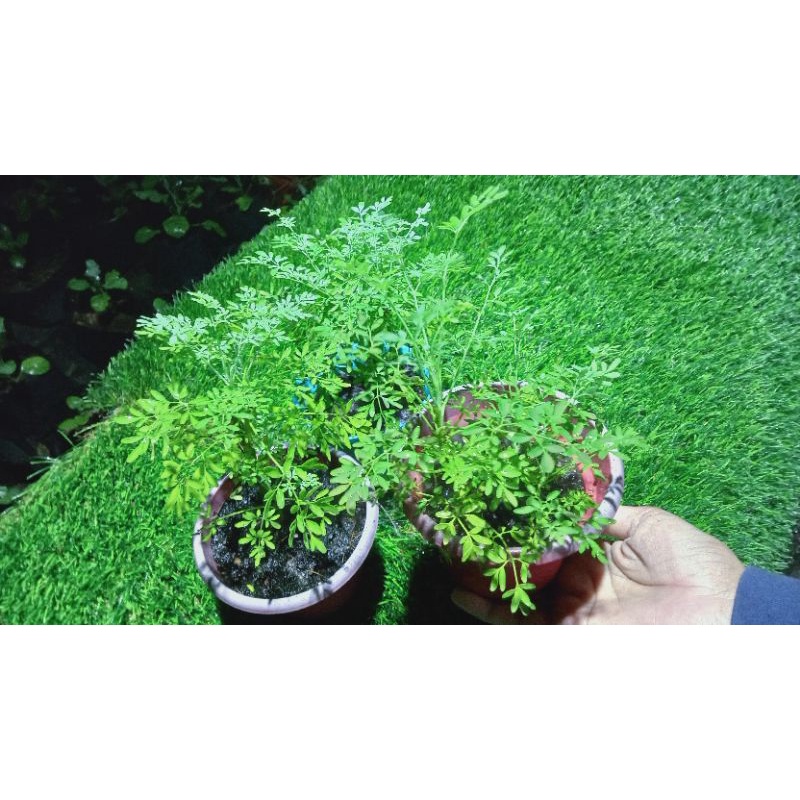 (ZAHRAH NURSERI ) POKOK GARUDA. | Shopee Malaysia
