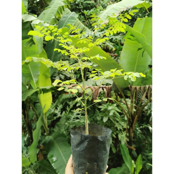 Pokok kelor / Moringa oleifera Lamb / MERUNGGAI | Shopee Malaysia