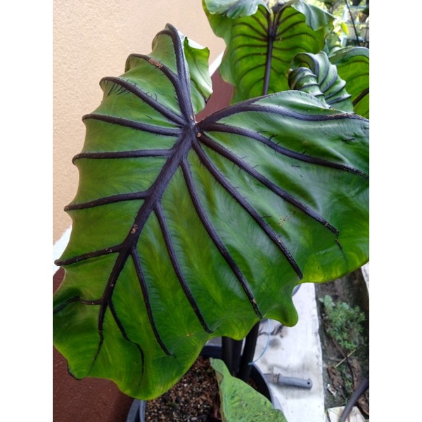 colocasia pharoah mask (topeng Firaun) | Shopee Malaysia