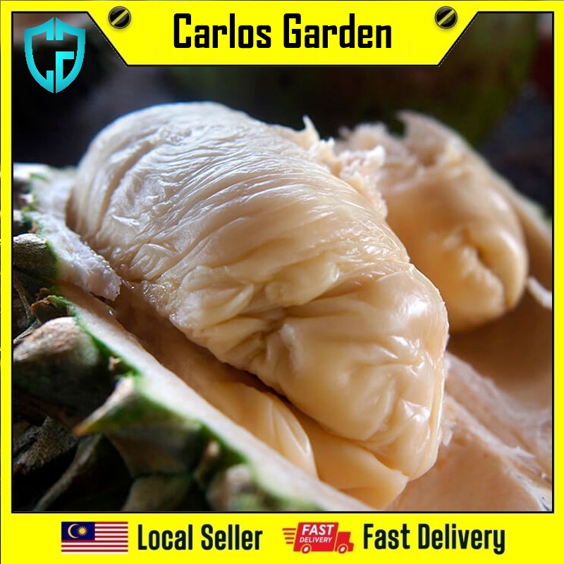 Anak Pokok Durian Capri Kapri Balik Pulau Limited Edition Cepat Berbuah ...