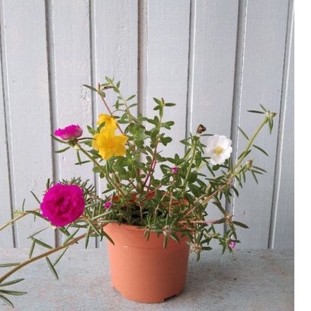 Bunga Ros Jepun 3 warna bunga dalam pot ,siap tanam berakar | Shopee ...