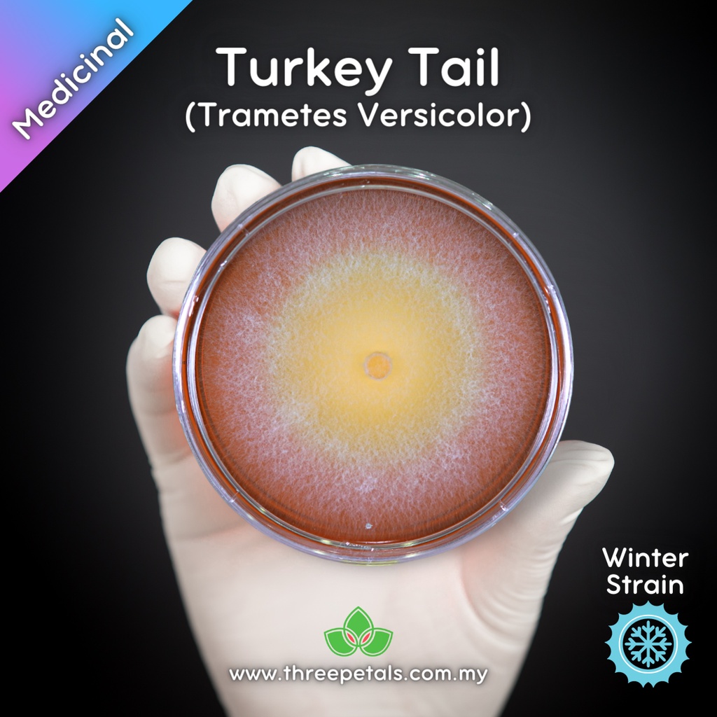 Turkey Tail (Trametes Versicolor) Live Mycelium Mushroom Culture Spawn ...