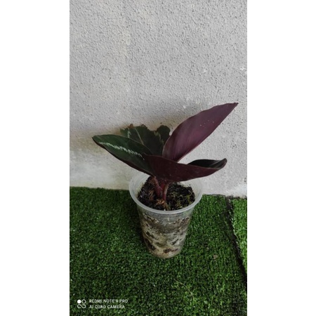 Pokok Viral Calathea | Shopee Malaysia