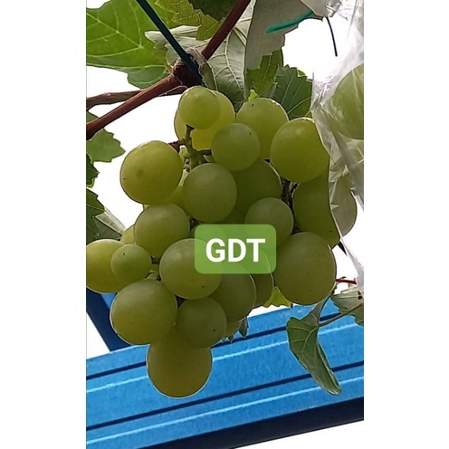 ANAK POKOK ANGGUR SHINE MUSCAT. Top ranking grape in the world ...