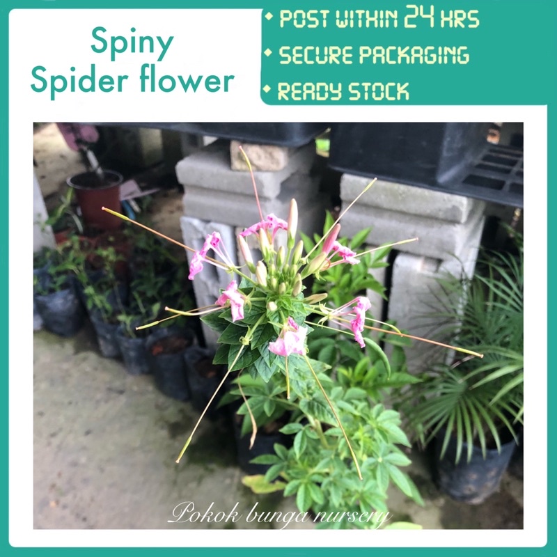 PBN - spiny spider flower - Cleome hassleriana Spinosa pokok bunga ...