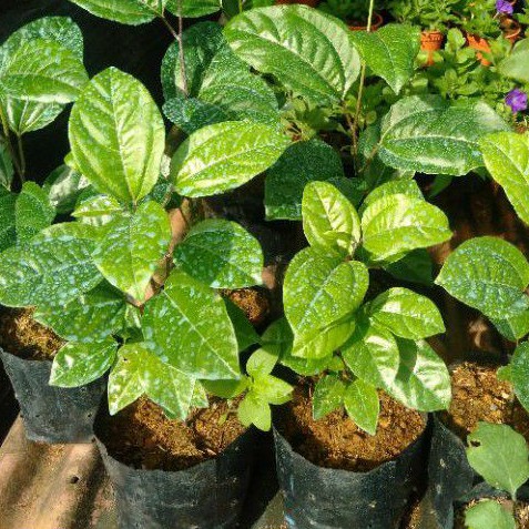 Anak Pokok Buah Markisa | Shopee Malaysia