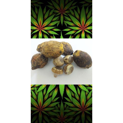 Biji Pinang Kering Orang Kampung | Shopee Malaysia