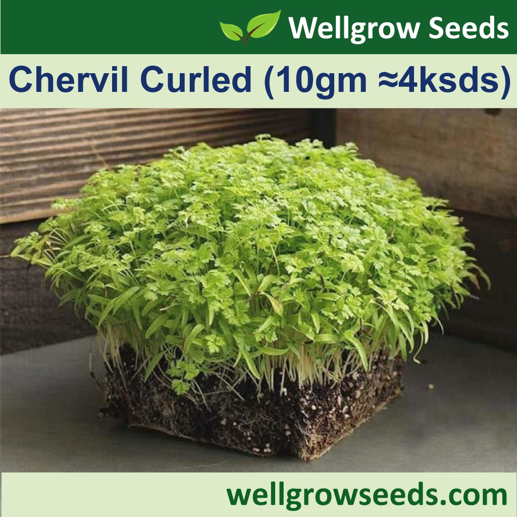 Chervil Curled 皱叶雪维菜 (10gm, approximately 4,000seeds) Ulam Lamjee Benih ...