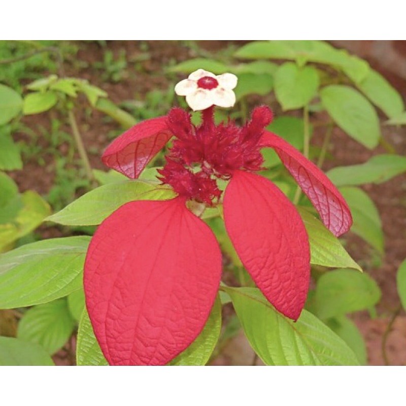 (GG real plant)mussaenda ^ bunga janda kaya putih mussaenda dona pokok ...