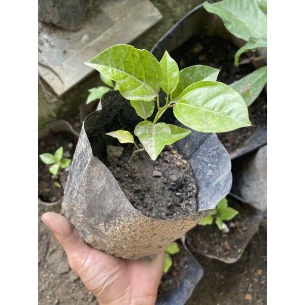 Anak pokok markisa hidup | Shopee Malaysia