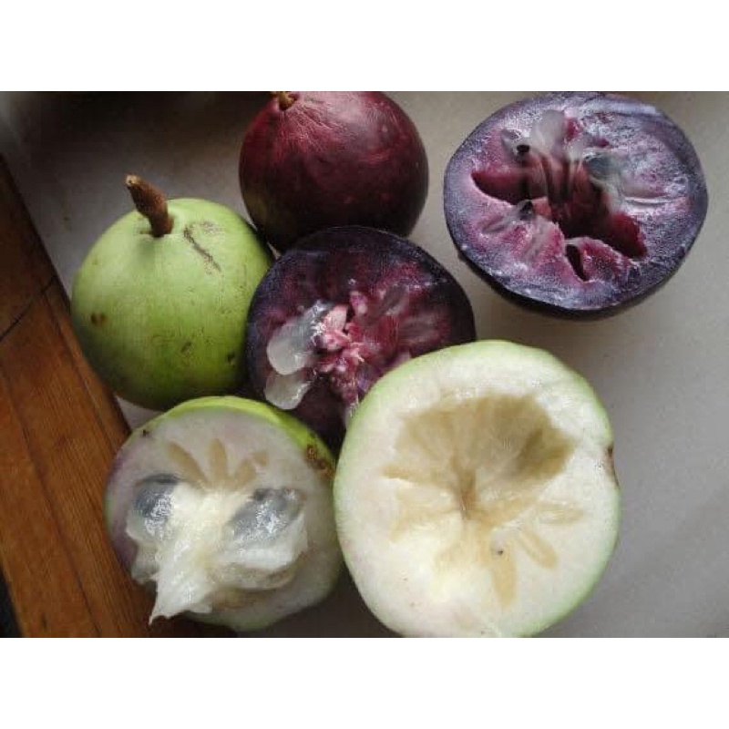 pokok star apple/caimito/buah susu vietnam | pokok dari biji| pokok 1-2 ...
