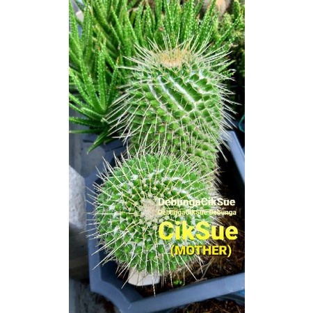 Cactus (Saiz Pot 10cm) | Shopee Malaysia