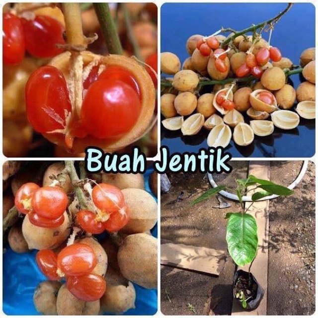 Pokok buah jentik (dari biji dan pokok kahwin) | Shopee Malaysia