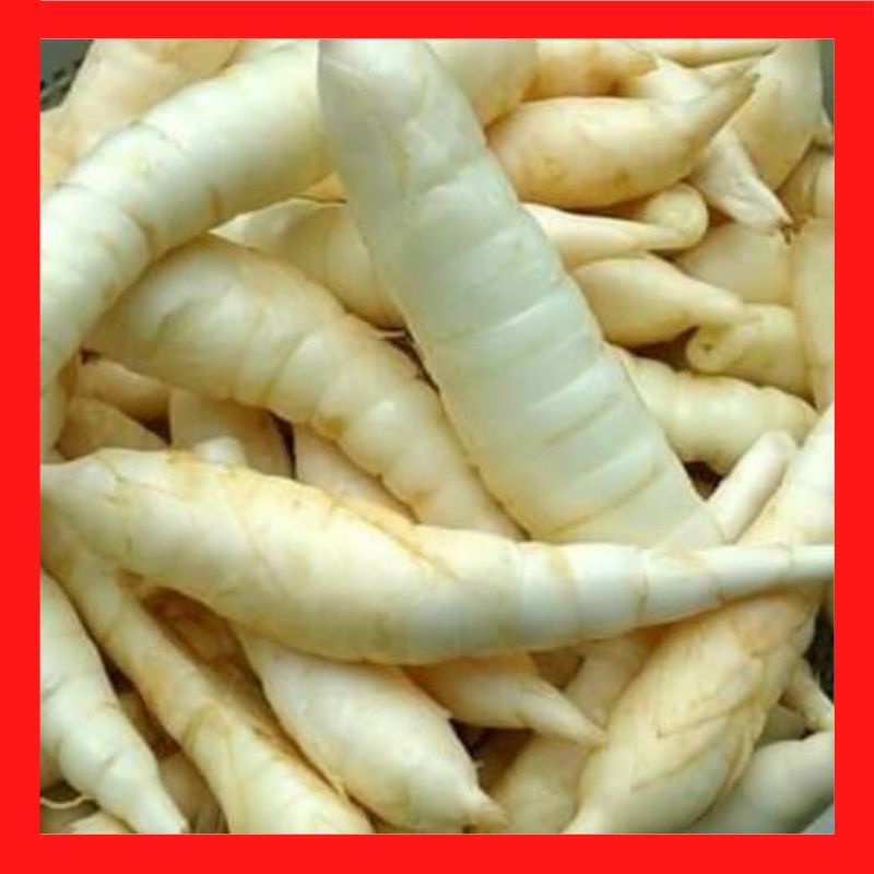 Segar Ubi Bemban Ubi Garut Sagu Bemban Pokok Tradisional Kayap Ulcer ...