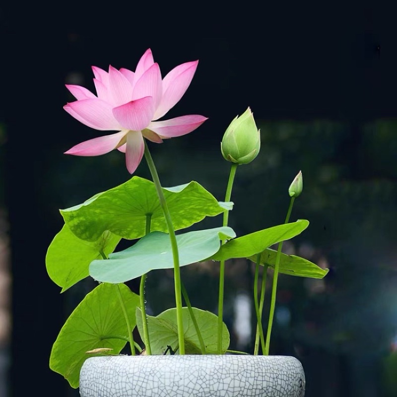 5Biji Benih Bunga Teratai / Seed Lotus Water Lily Bonsai Plant Flower ...