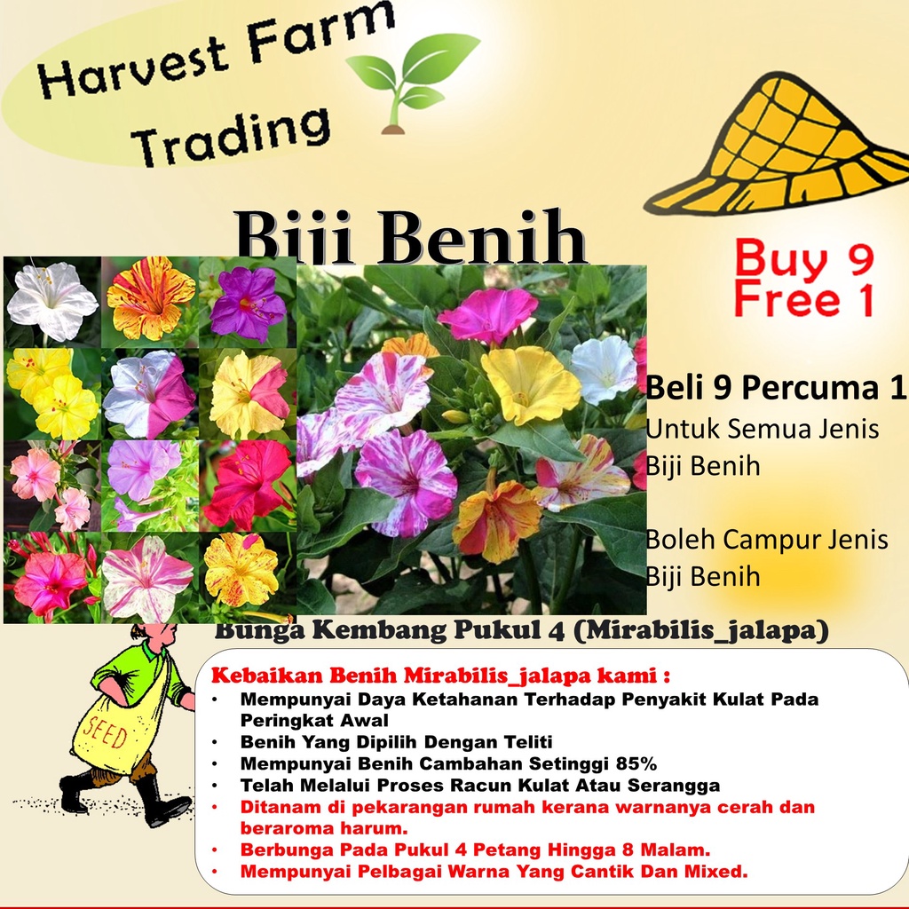 Biji Benih Bunga Pukul Empat Four O' Clock Seeds 10Pcs +-五彩香茉莉种子 ...