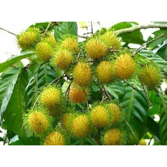 anak pokok rambutan gading 黃皮紅毛丹樹苗 cpt berbuah hybrid premium top ...