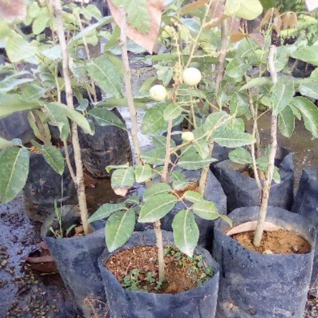 Anak Pokok Longan Lada Hitam 100% Hybrid Original | Shopee Malaysia
