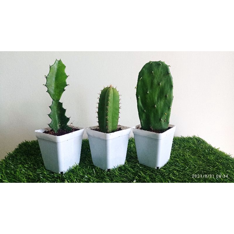 Cactus series [euphorbia lactea / Nopal / Pilosocereus Magnificus ...