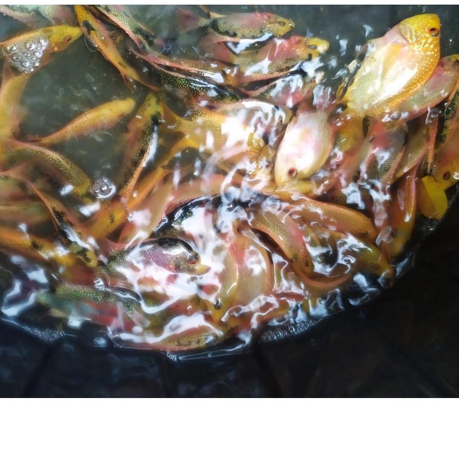 Product@> 11.11 Flowerhorn/Lohan gb fish. golden base size 3/10/cm ...