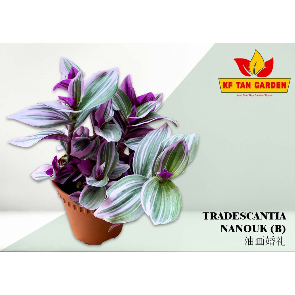 KF - Tradescantia Nanouk 油画婚礼 BIG & SMALL // Live Plant // KFTANGARDEN ...