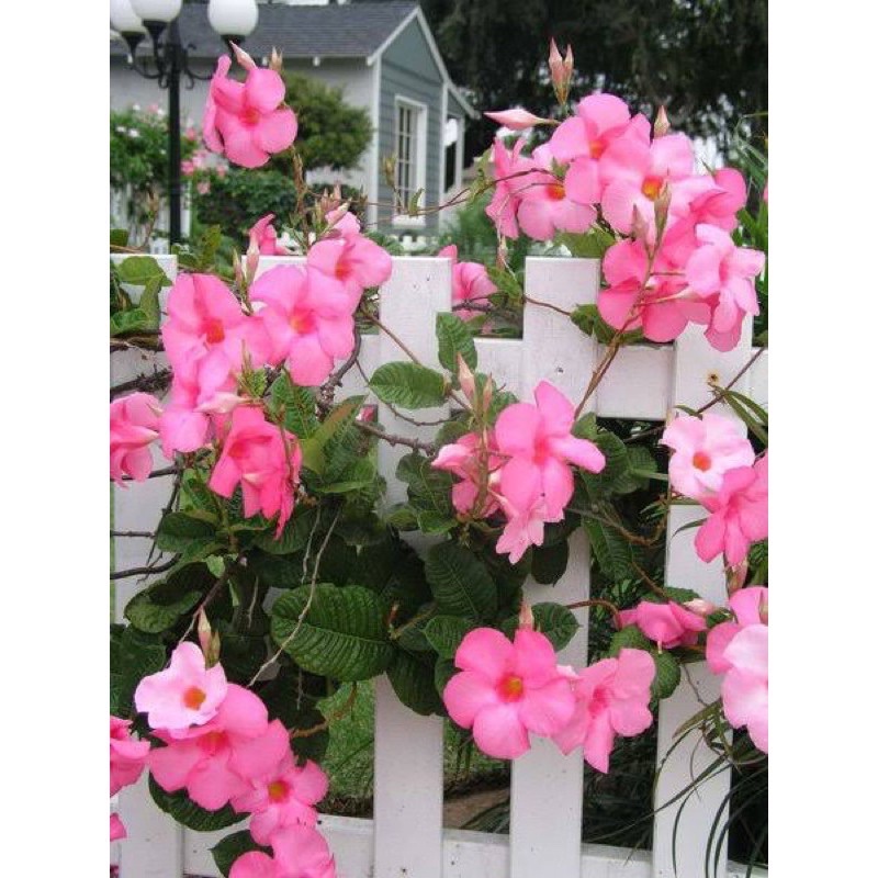 Pokok Bunga Mandevilla Merah Jambu/Mandevilla Pink Flower🌷 | Shopee ...