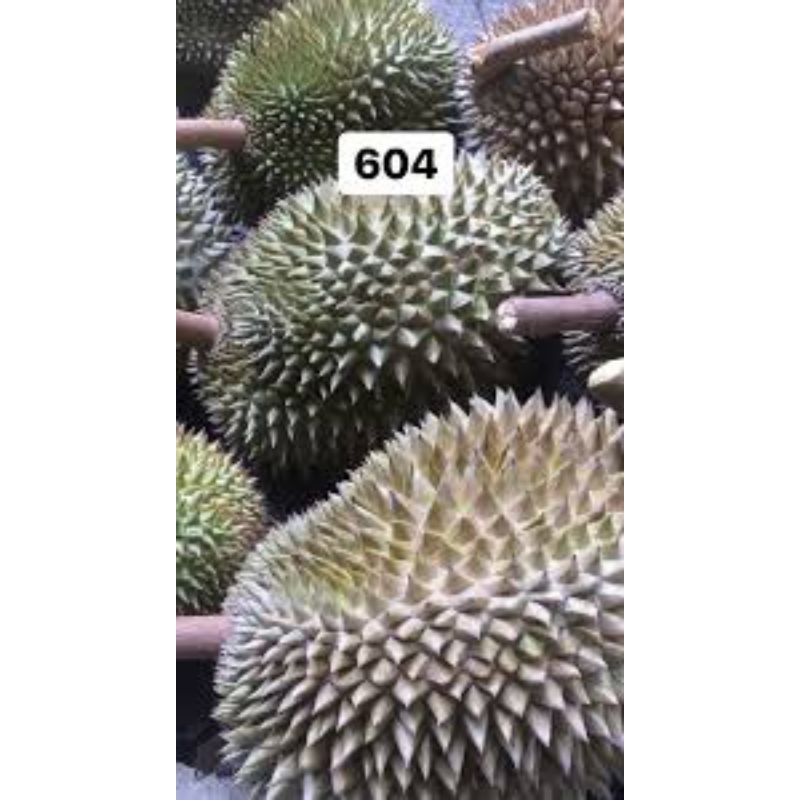 Pokok Durian Horlor. | Shopee Malaysia