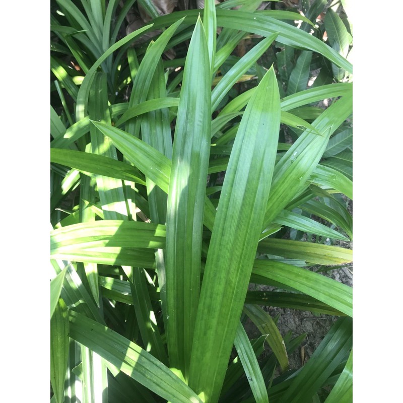 Daun Pandan Wangi / Pandan Leaves ( 20 helai ) | Shopee Malaysia